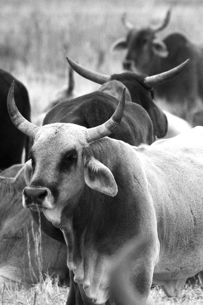 The Brahman Print – Inhabit Concept Store