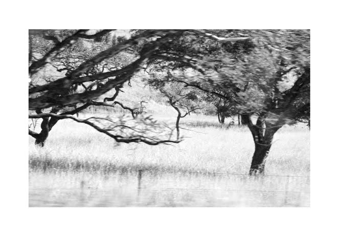 Bushveld Print L0041 – Inhabit Concept Store