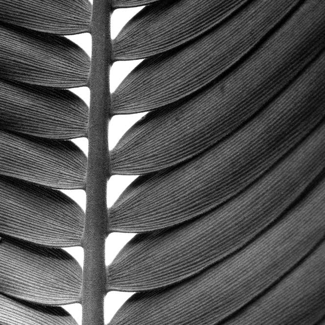 Cycad Print S0019 – Inhabit Concept Store